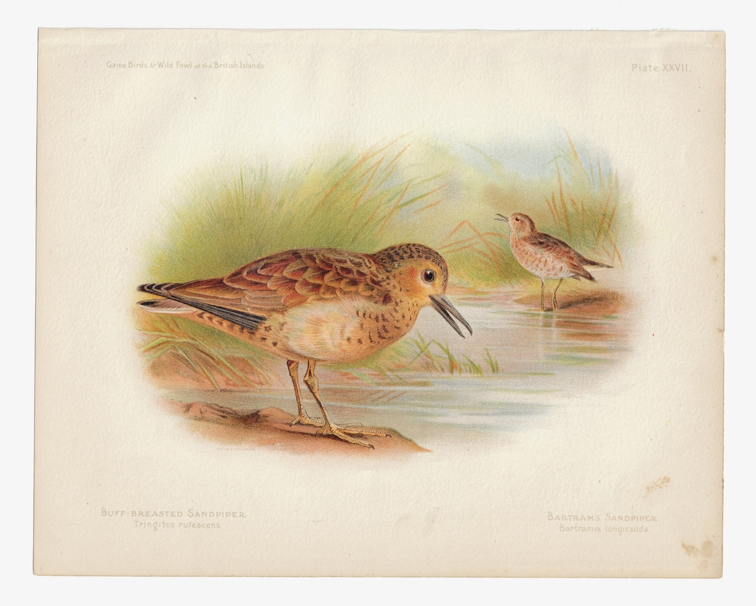 Buff-breasted and Bartrams Sandpiper - Exquisite Plate - RARE ORIGINAL ...