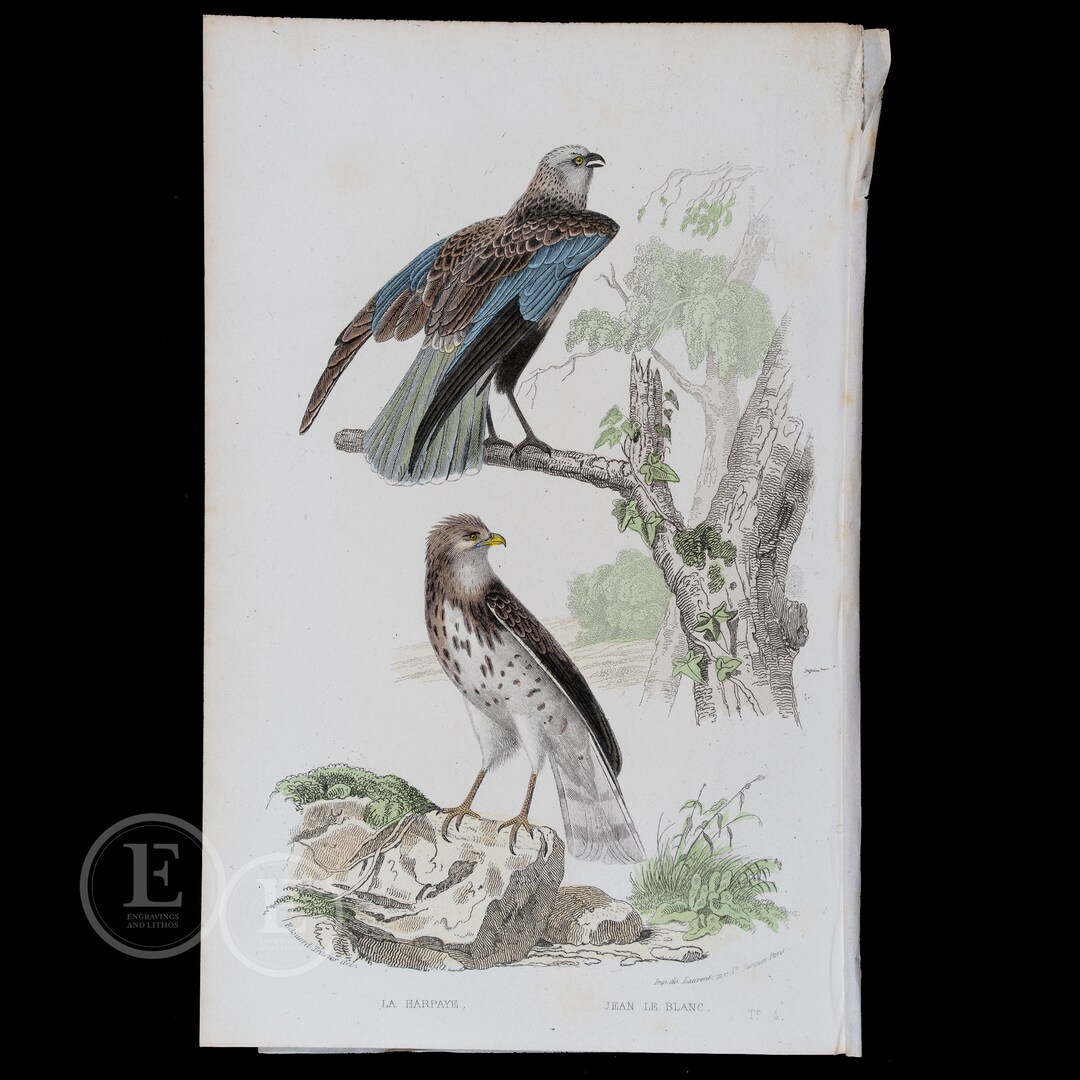 1845 Harpy Eagle and Short-toed Eagle / Authentic Steel Engraving and ...