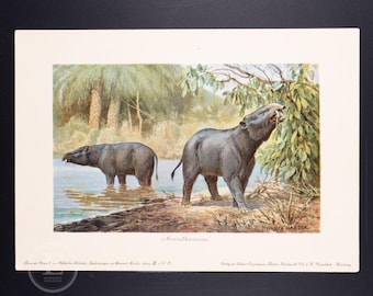 1911 ARSINOITHERIUM - Horned Mammal From the Oligocene Epoch Original ...