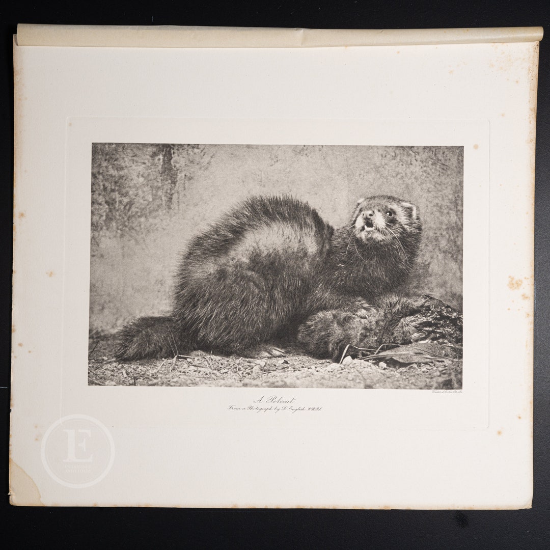 POLECAT / Heliogravure Etching "the Mammals of Great Britain and ...