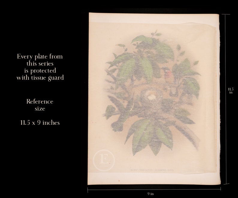 Virginia Rail, Its Nest and Eggs - Beautifully Chromolithographed Print ...