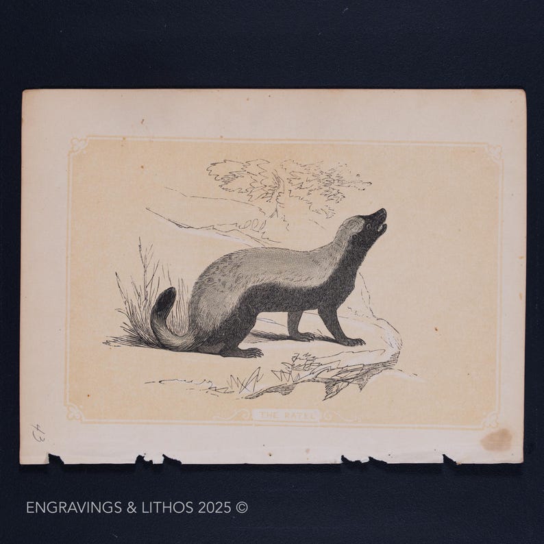 1851 THE RATEL – Antique Lithograph – Original the Natural History of ...