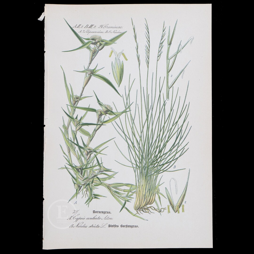 1886 PRICKLY CRYPSIS and MATGRASS - Original From Flora of Germany ...