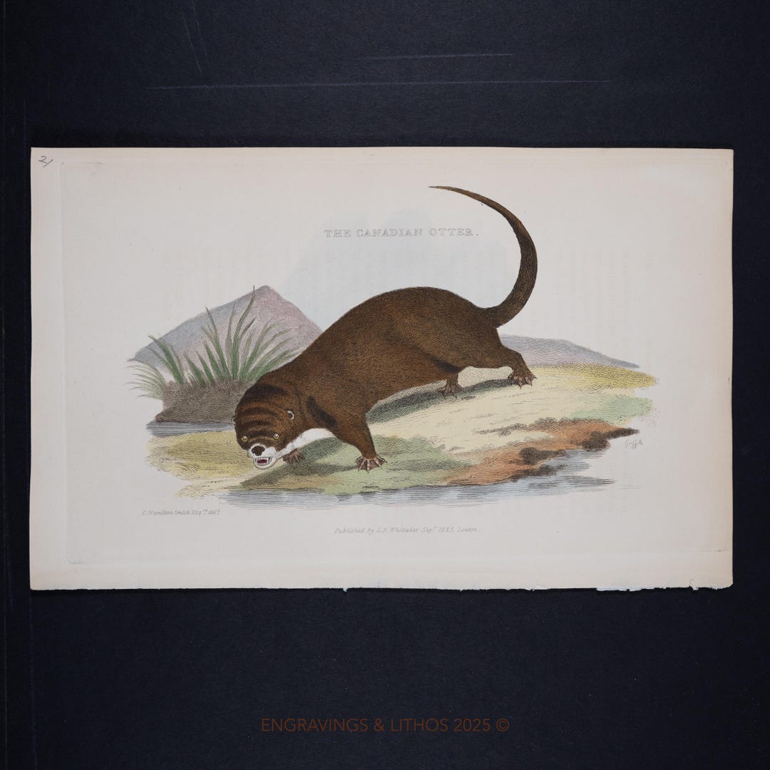 1827 CANADIAN OTTER - Original Engraving From a French Nature Book ...