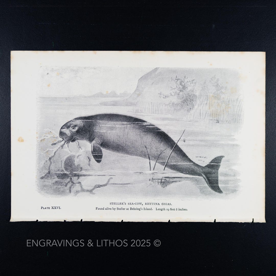 1897 STELLER’S SEA-COW (rhytiina Gigas) – Original Extinct Monsters ...