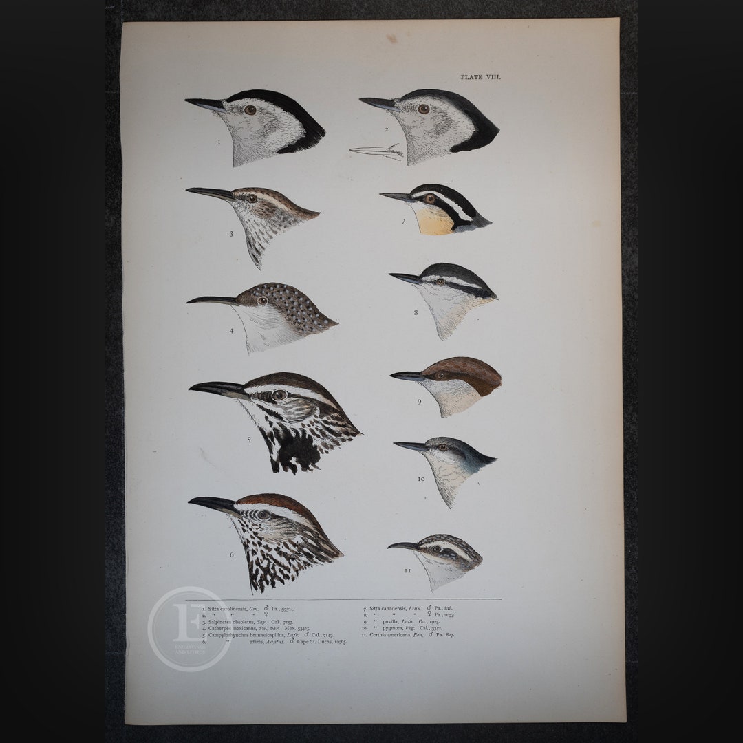 Wrens, Nuthatches, and Brown Creeper Original Print From Book a History ...