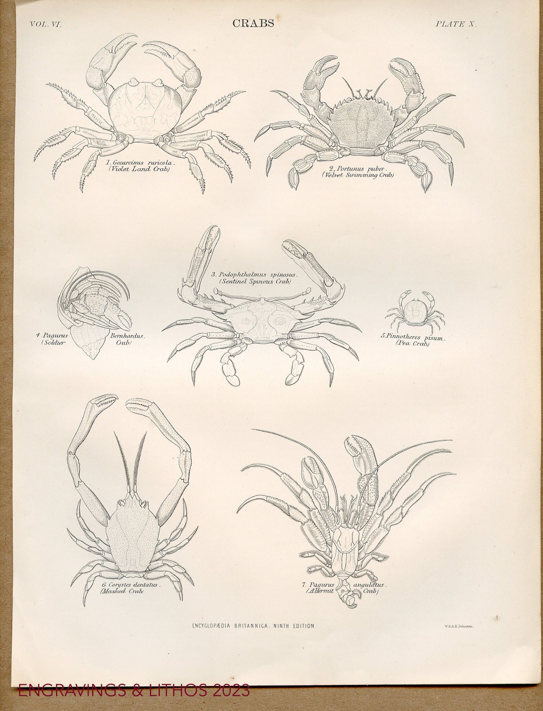 1870 - Land Crab, Masked Crab, Hermit Crab, Sentinel Crab Plate From ...