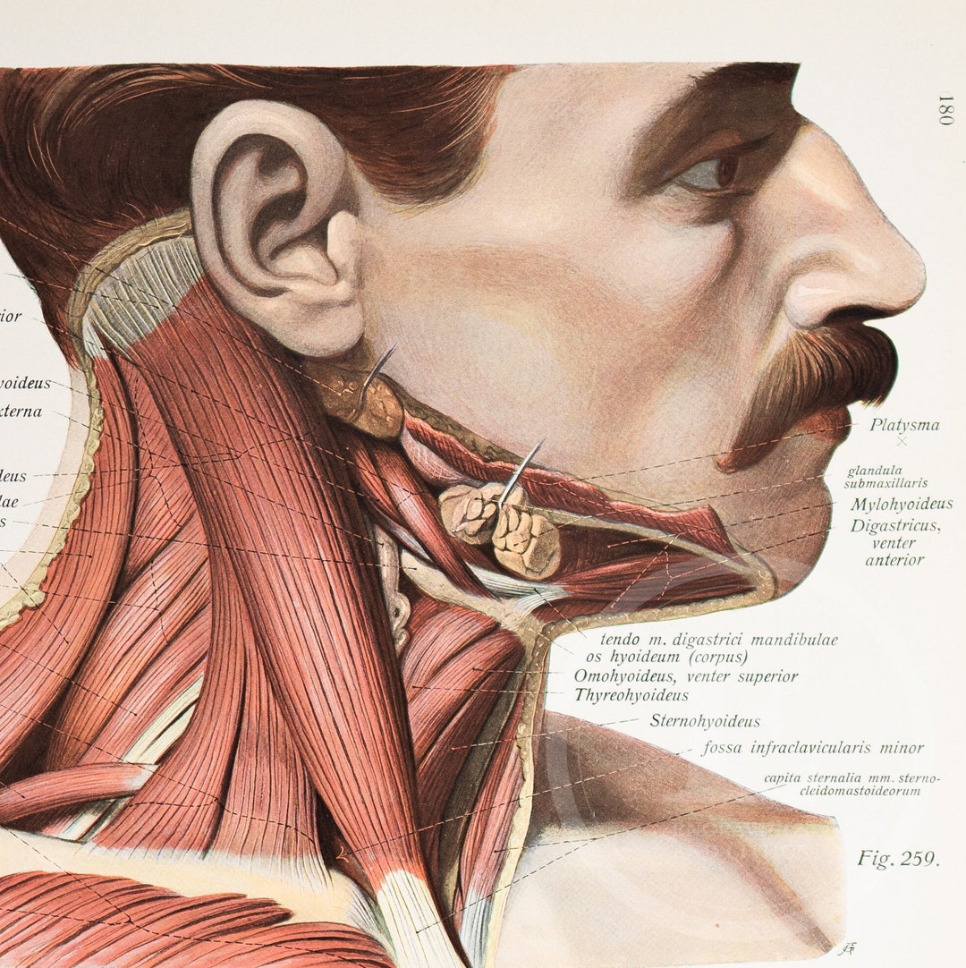 Neck and Chest Part of the Platysma Muscle / Neck Glands, Muscles ...