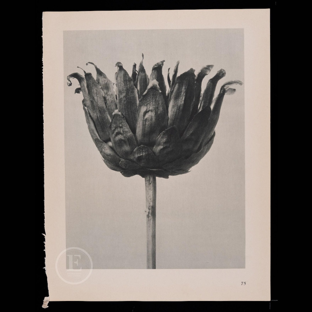 1935 - Lacy Phacelia -russian Knapweed – Karl Blossfeldt Botanical ...