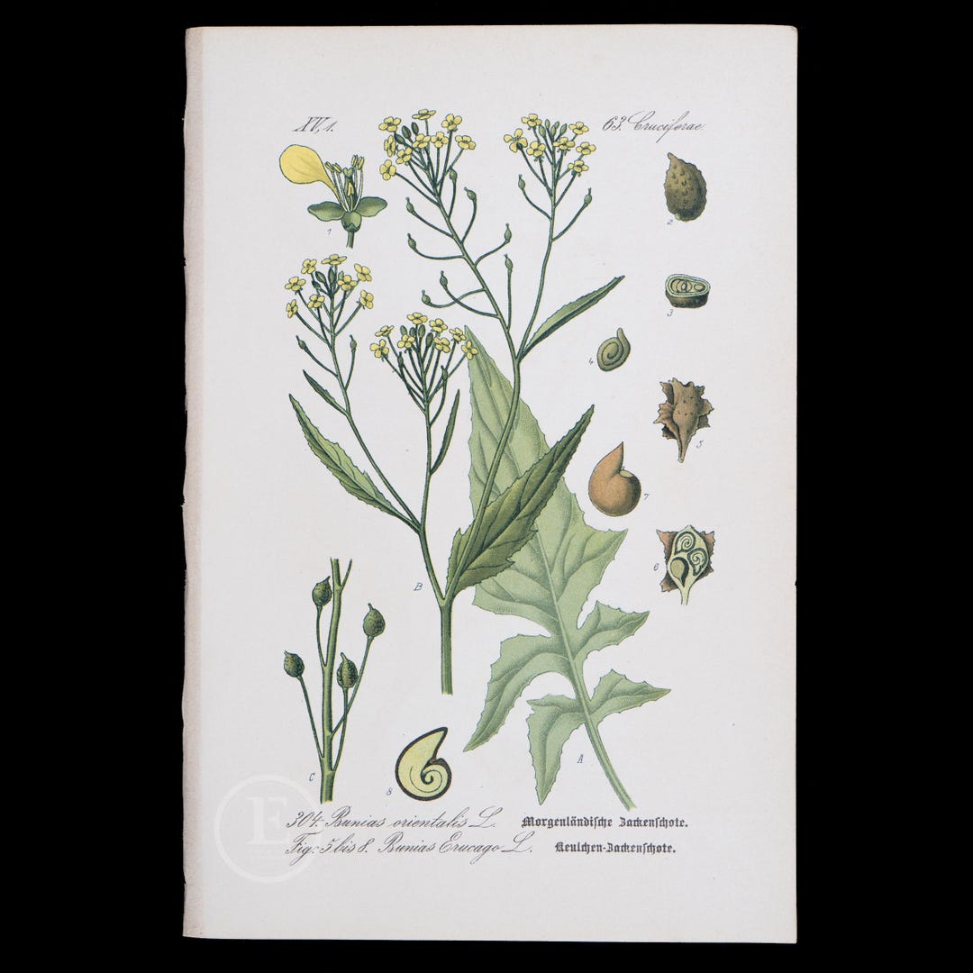 1886 TURKISH ROCKET and Horned CRESS Flora of Germany, Austria and ...