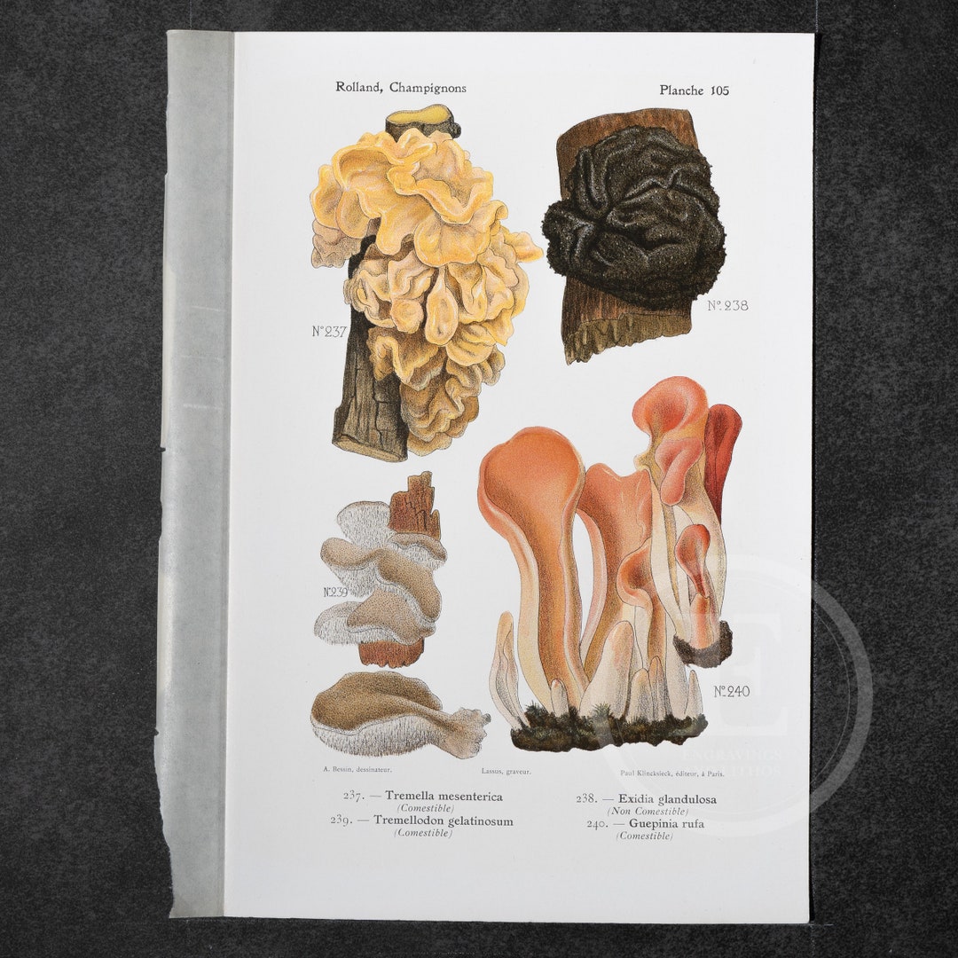 1910 Witch's Butter/black Witch's Butter/toothed Jelly/salmon Salad ...