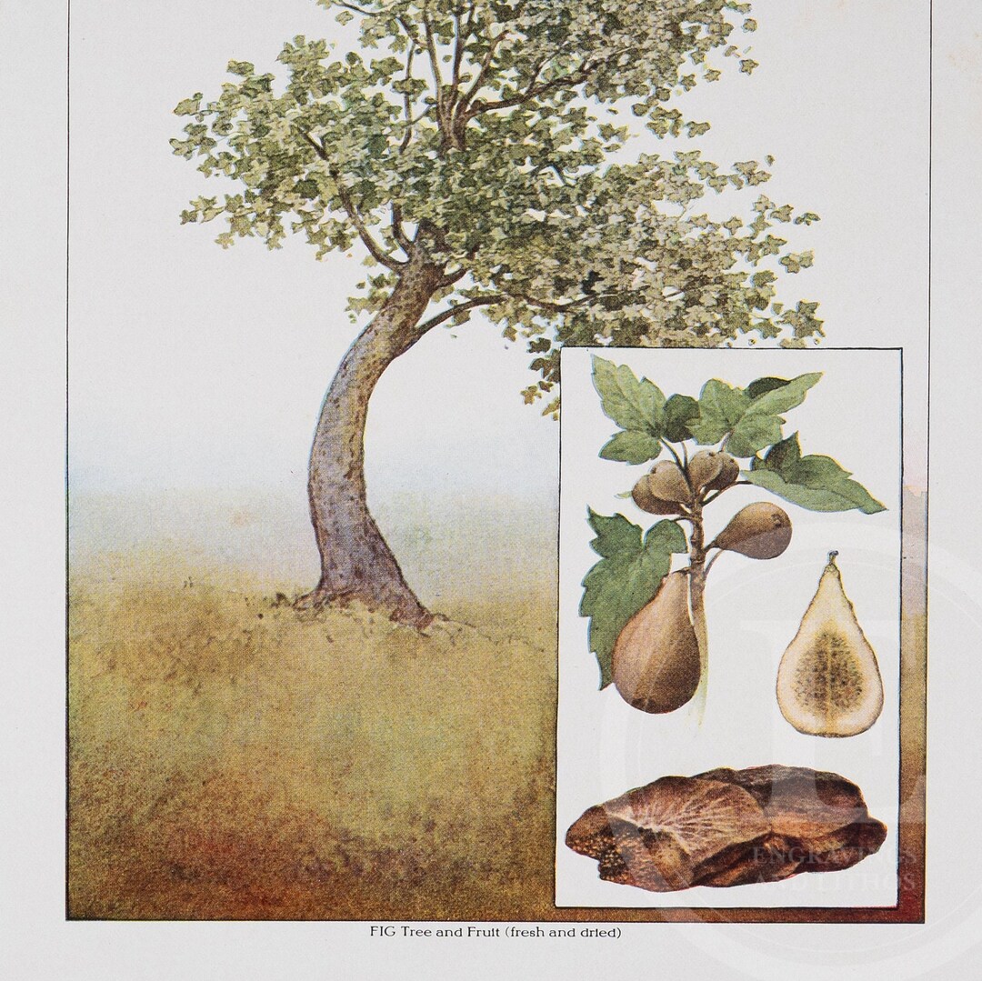 Fig Tree and Fruits - Original Vintage Color Lithography 1911 - Etsy