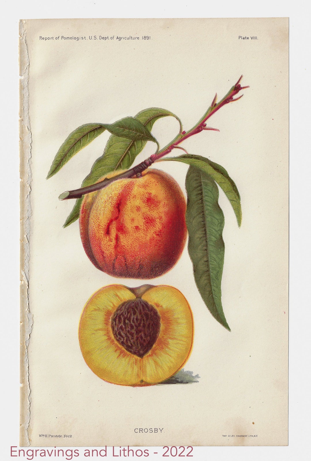 Crosby - ORIGINAL PRINT Out of the Book "report of the Secretary of ...