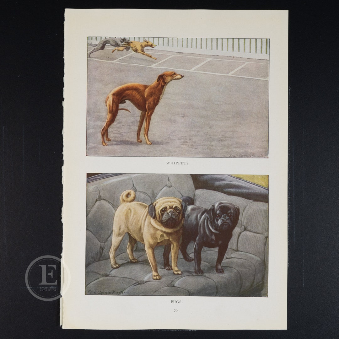 1919 WHIPPETS / PUGS - Original Vintage Lithography From the Book of ...