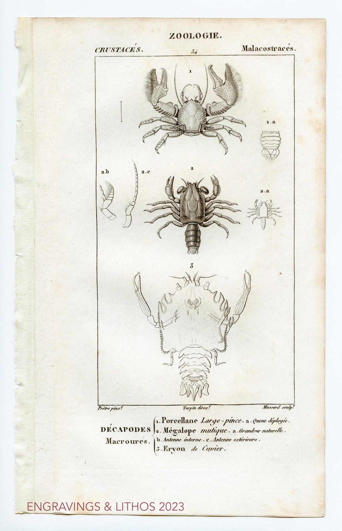 1825 -porcelain Crab, Smooth Butterfly Ray, Eryon– Antique Crustacean ...