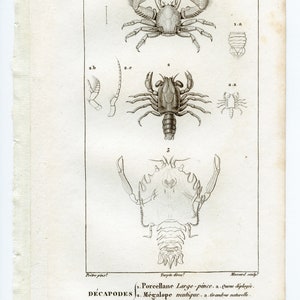 1825 -porcelain Crab, Smooth Butterfly Ray, Eryon– Antique Crustacean ...