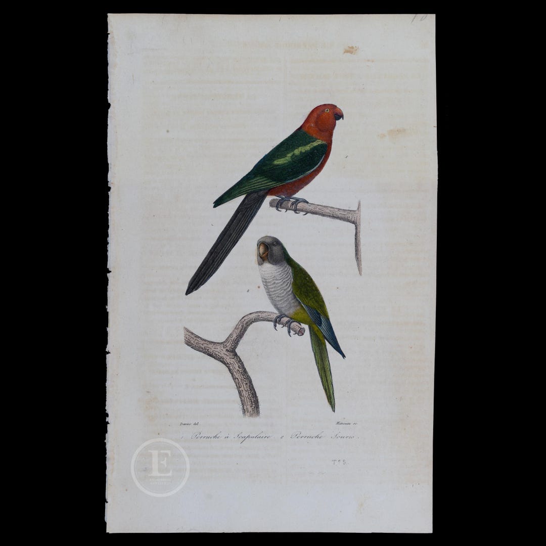 1840 PARAKEETS: SCAPULAR and MONK - Hand-colored Steel Engraving With ...