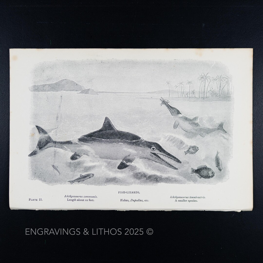 1897 FISH-LIZARDS (ichthyosaurus) – Original Extinct Monsters Print ...