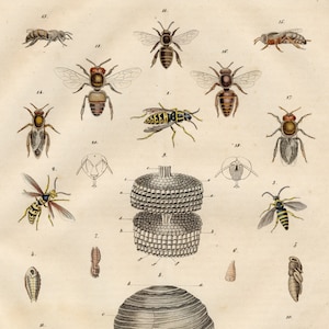1844 Hornet, Bumble Bee and Insects - Extremely Rare, Hand-colored From ...