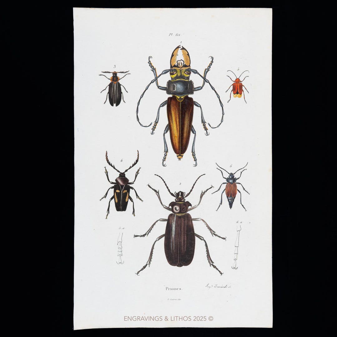 1847 PRIONUS BEETLES – Original Engraving From Guerin Natural History ...