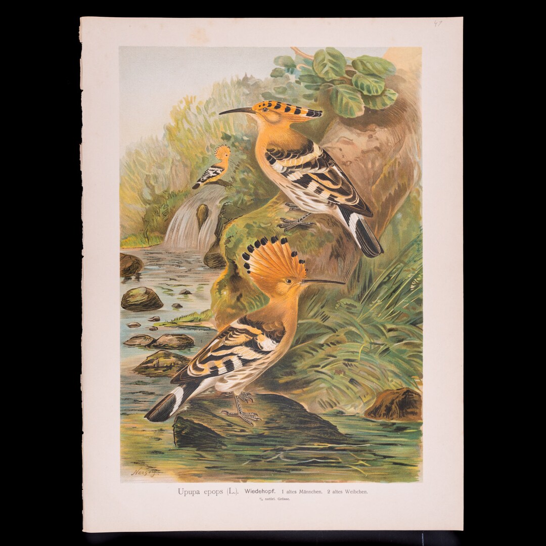 Eurasian Hoopoe: Male and Female- Big Chromolithographed Antique ...