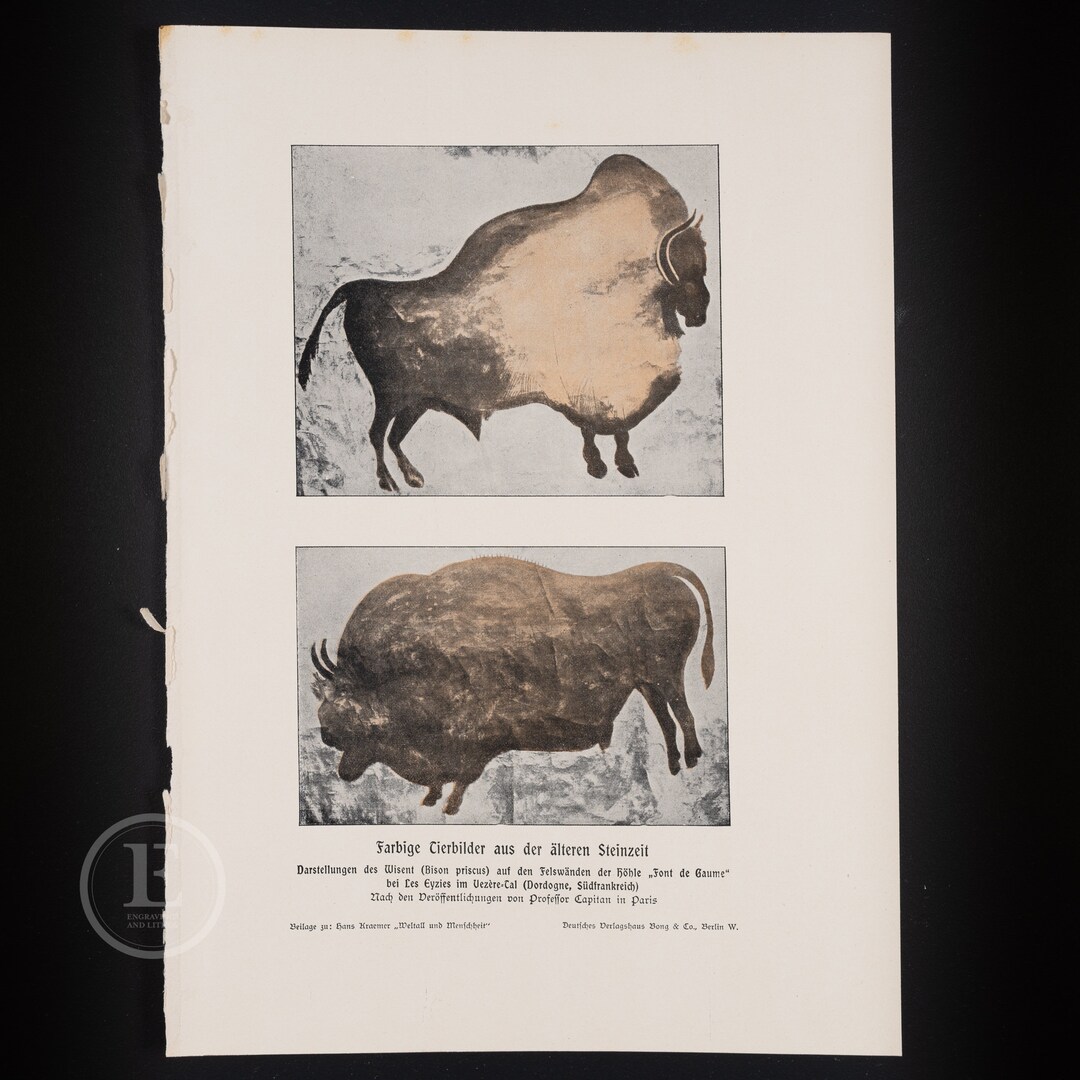 1904 Antique Stone Age Bison Print - Cave Painting - Original Print ...