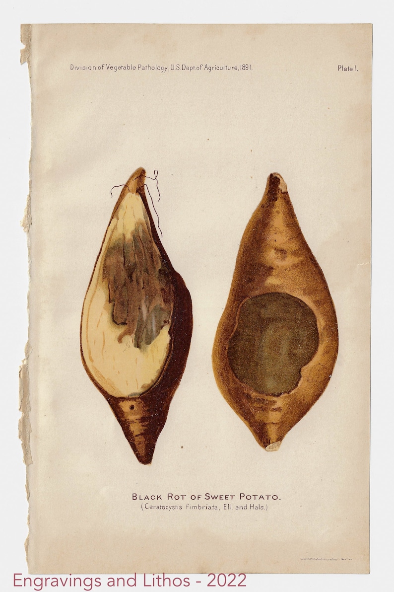 Black Rot of Sweet Potato - ORIGINAL PRINT Out of the Book "report of ...