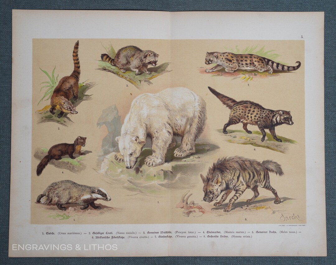 Antique Animal Chromolithograph: Polar Bear, Hyena, Badger - 1888 - Etsy