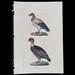 1877 Spectral BAT and Sunda Flying LEMUR - Hand-colored Steel Engraving ...