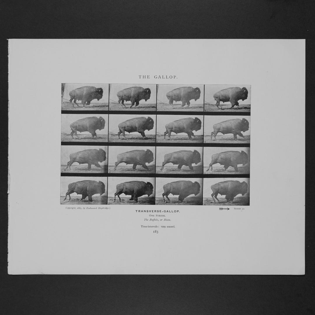 1902 - THE GALLOP (buffalo or Bison) - Collotype From E. Muybridge’s ...