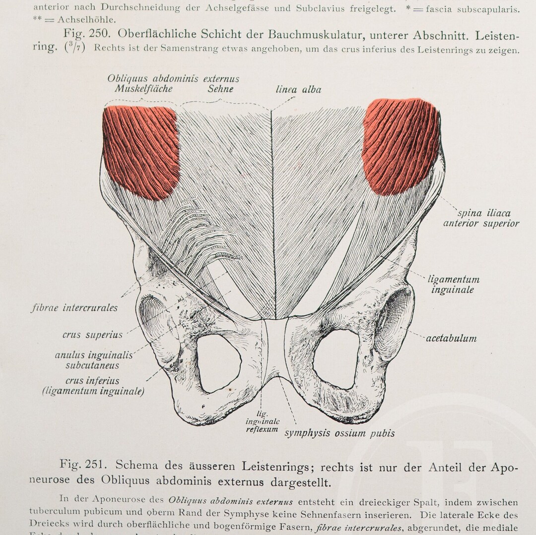 Abdominal Oblique Muscle / Human Anatomy - Descriptive Anatomy Book ...