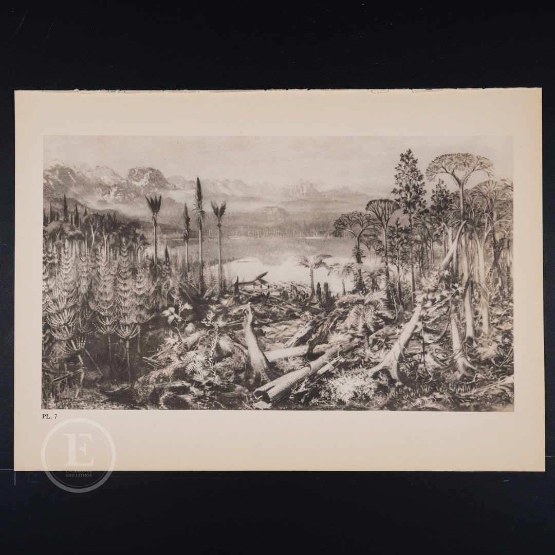 The Coal-forming Primeval Forest - Original Vintage Lithograph Print of ...