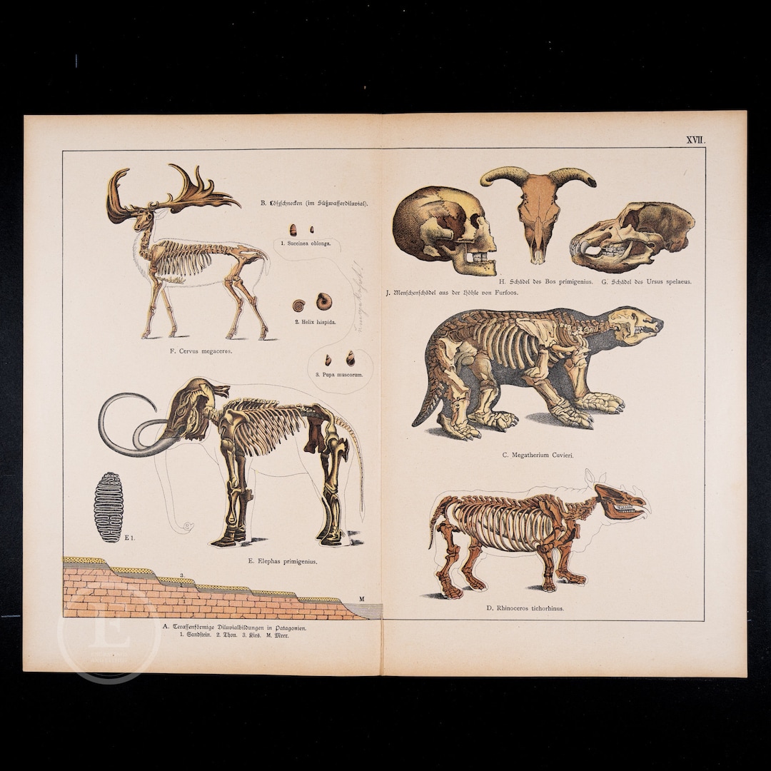 Prehistoric Animals Skeletons - Antique Original Lithograph Print ...