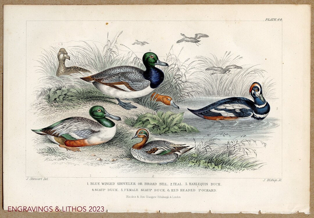 Ducks: Broad Bill, Teal, Harlequin Duck, Scaup Duck, Pochard - Original ...