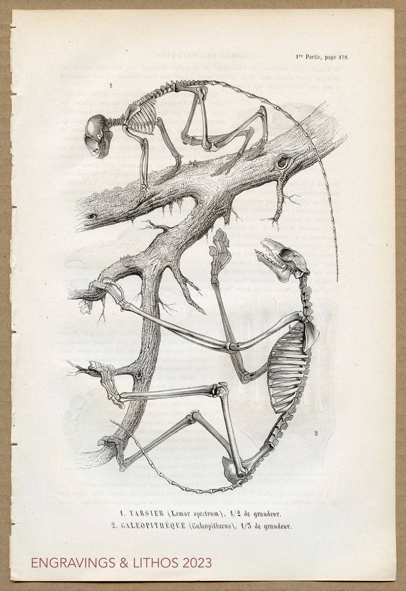 1855 Tarsier and Philippine Flying Lemur Skeletons - Original Litho ...