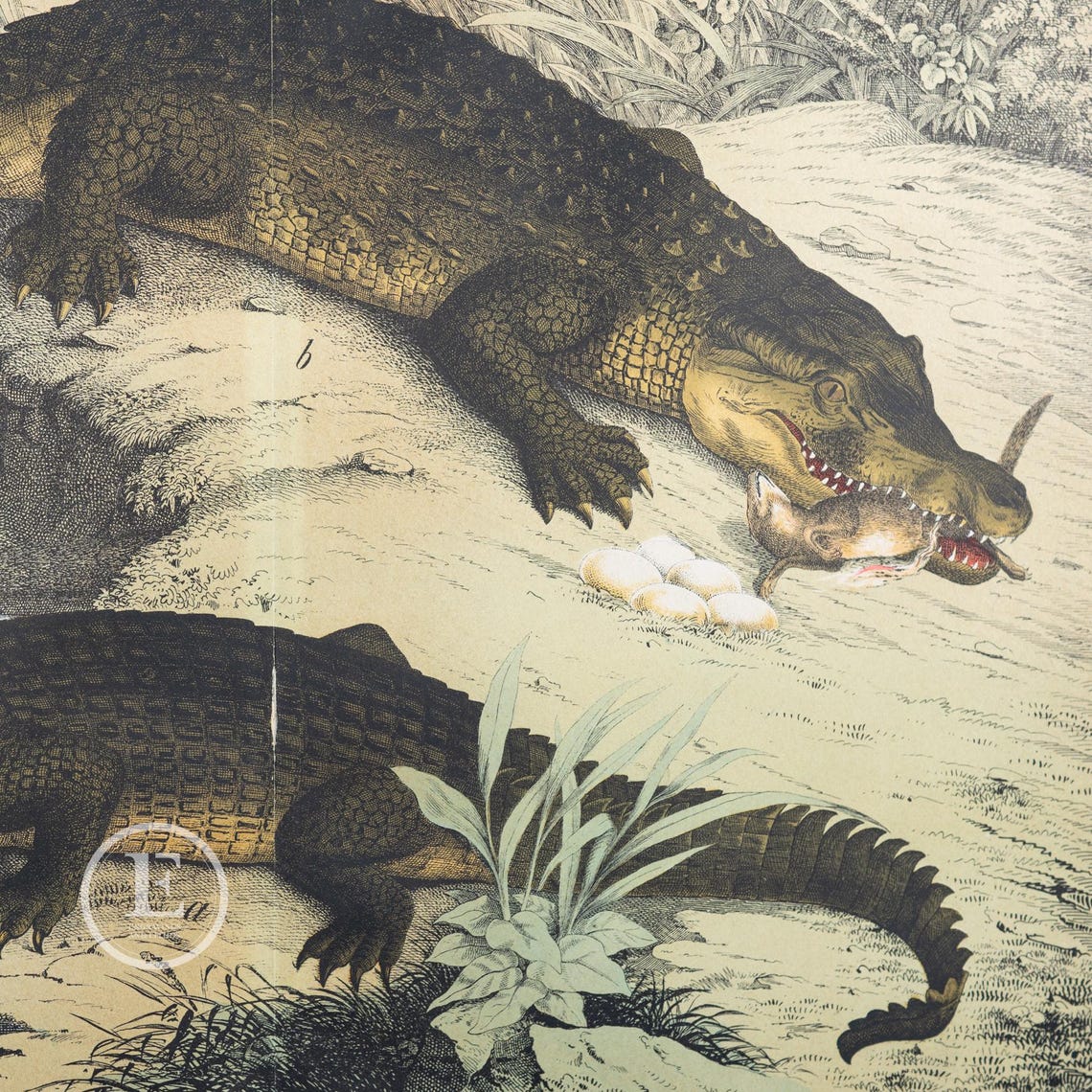 1872 ALLIGATOR and CROCODILE - Original Lithograph From Natural History ...