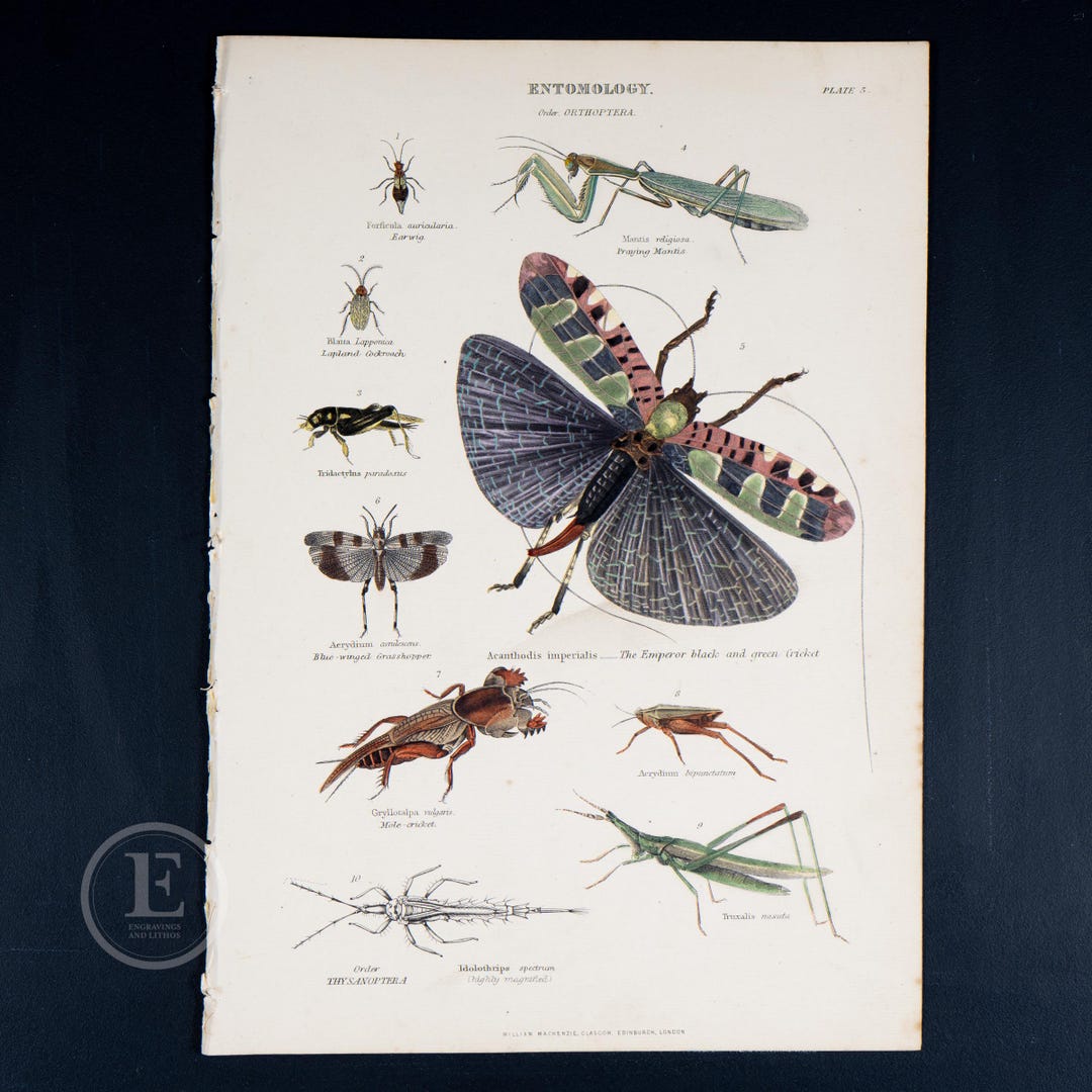 1859 INSECTS: Earwig, Praying Mantis, Emperor Cricket, Grasshopper ...