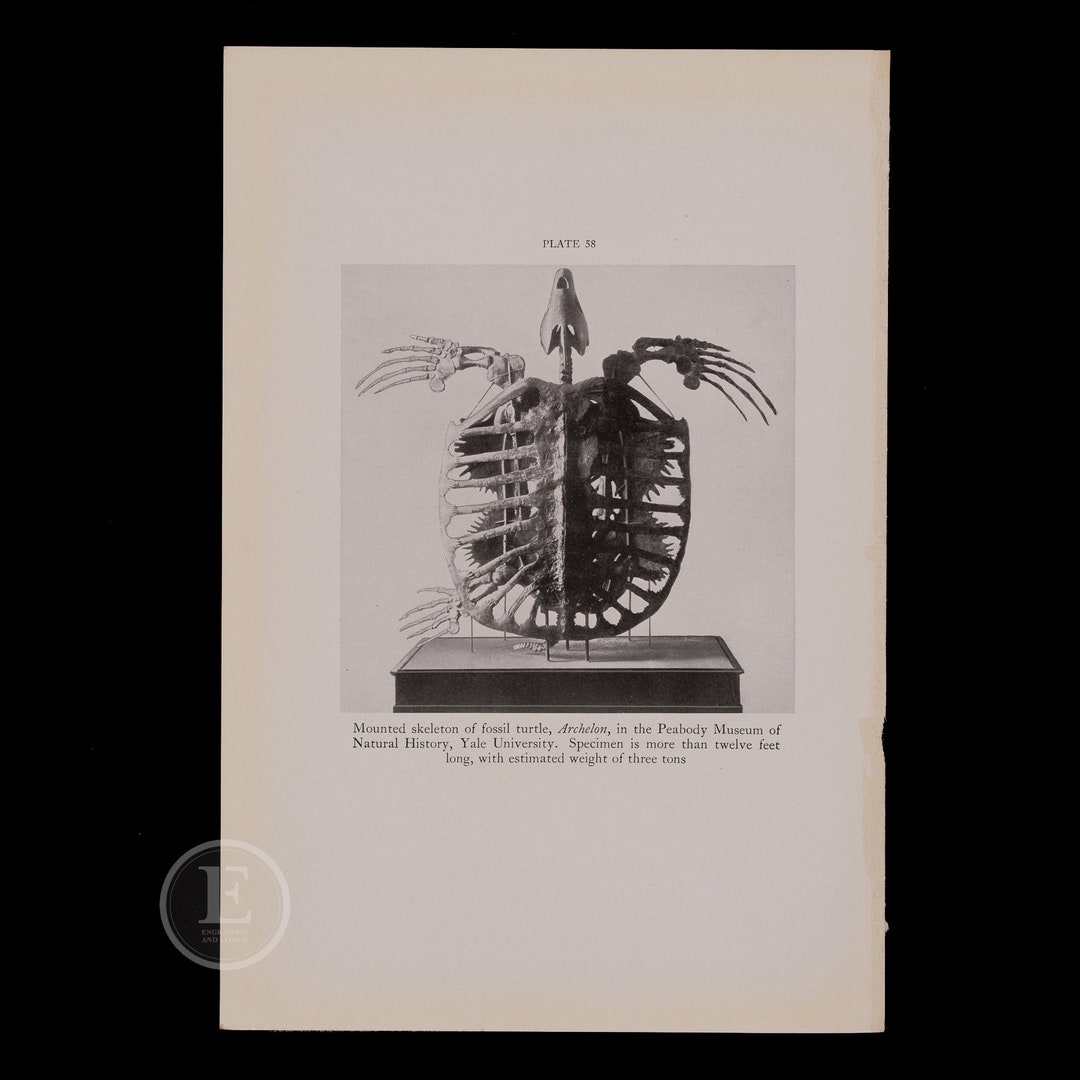 Mounted Skeleton of Fossil Turtle, Archelon - Original Vintage Print ...