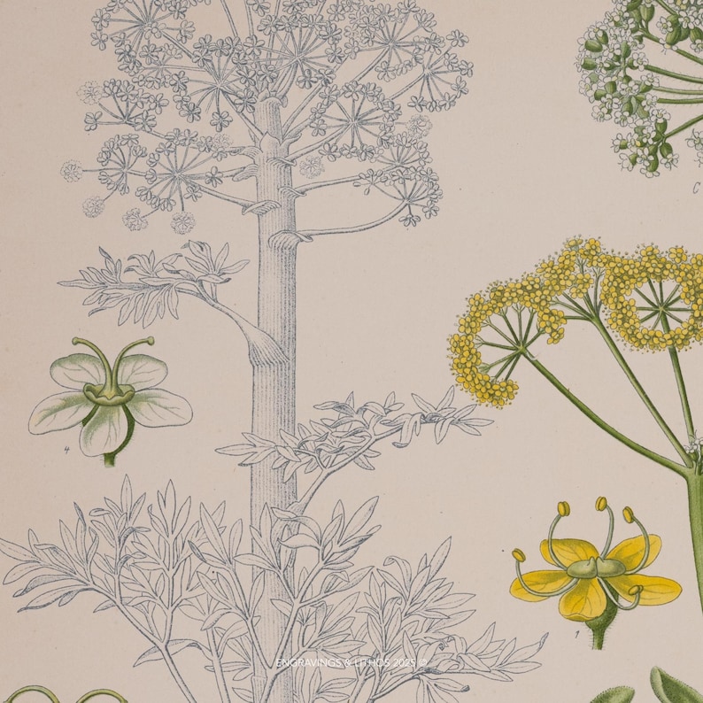 1887 FERULA FOETIDA (ferula Scorodosma) – Antique Botanical Print From ...