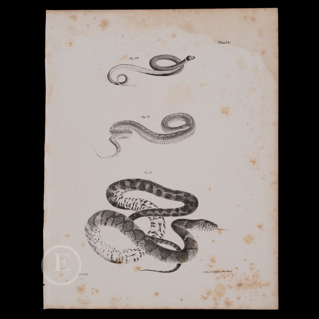 The Ring Snake, the Small Brown Snake and the Water Snake - Original ...