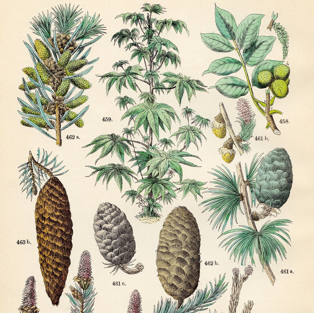 English Walnut, Castor Bean, Scots Pine, Larch, Spruce, Norway Spruce ...
