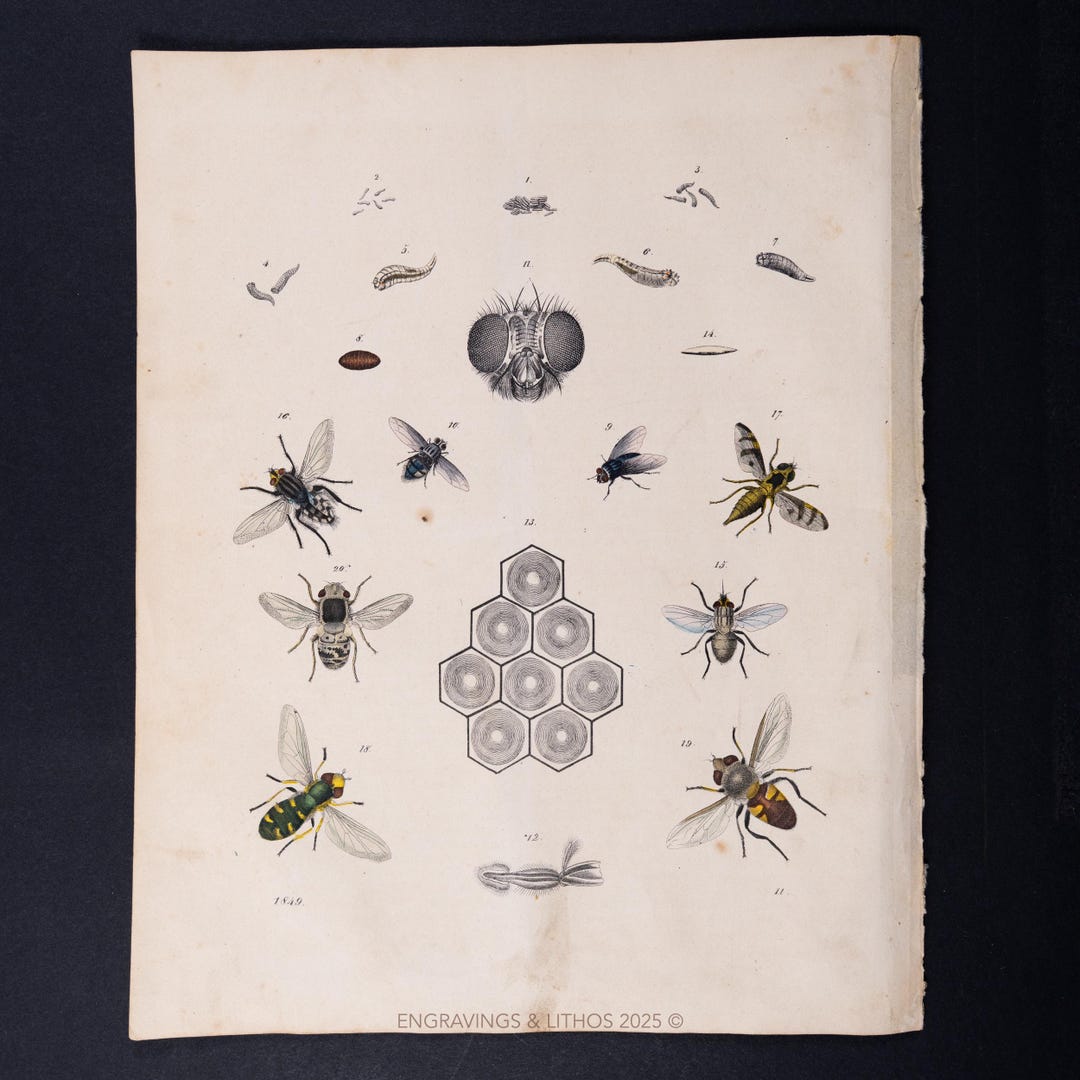 1849 HOVERFLIES and TRUE FLIES – Antique 1849 Lithograph Print ...