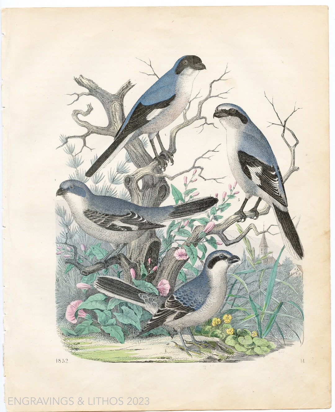 1852 Butcher Birds - Very Rare Plate From "book of the World" Hand ...