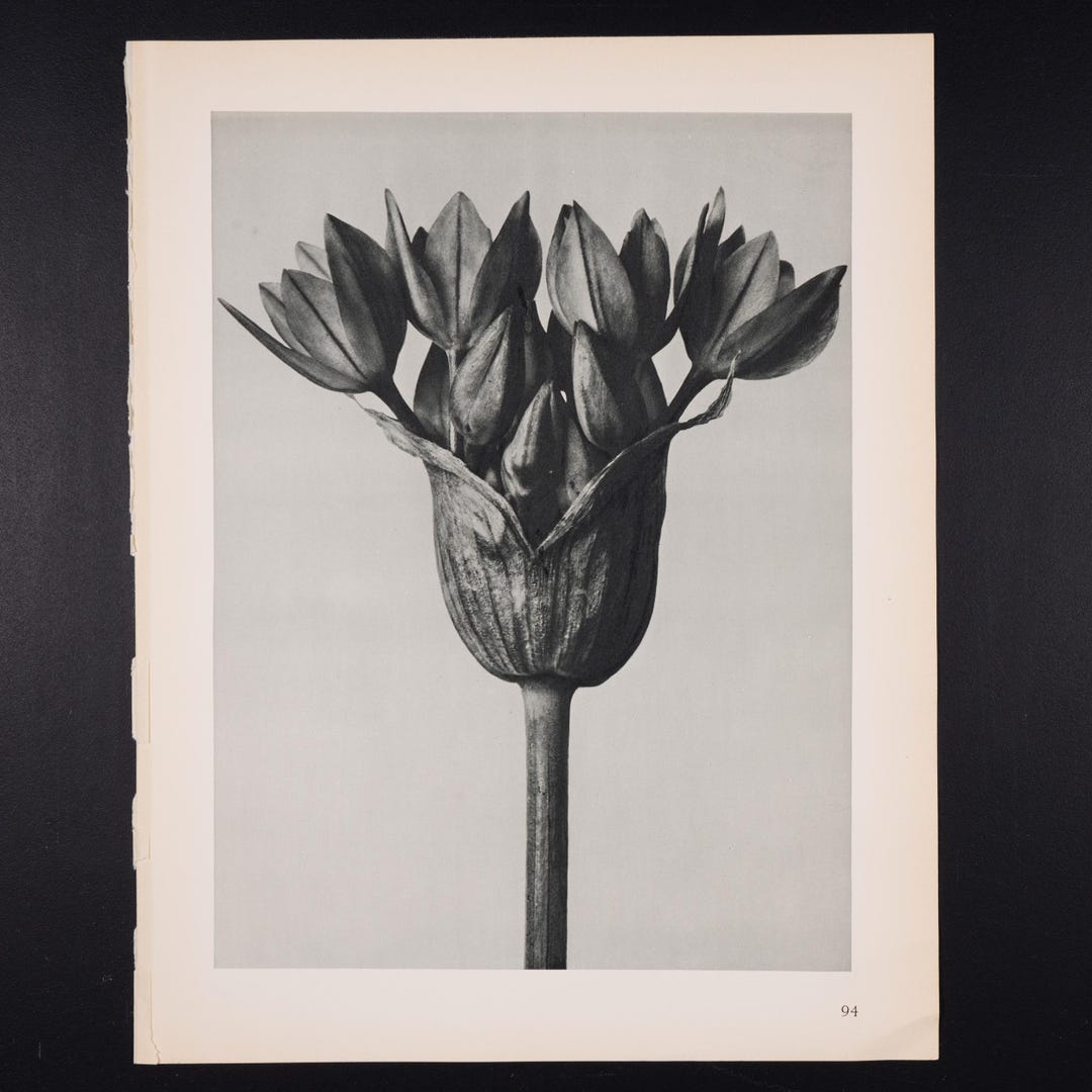 1929 - Pink LILY LEEK – Karl Blossfeldt Photogravure From Natural Art ...
