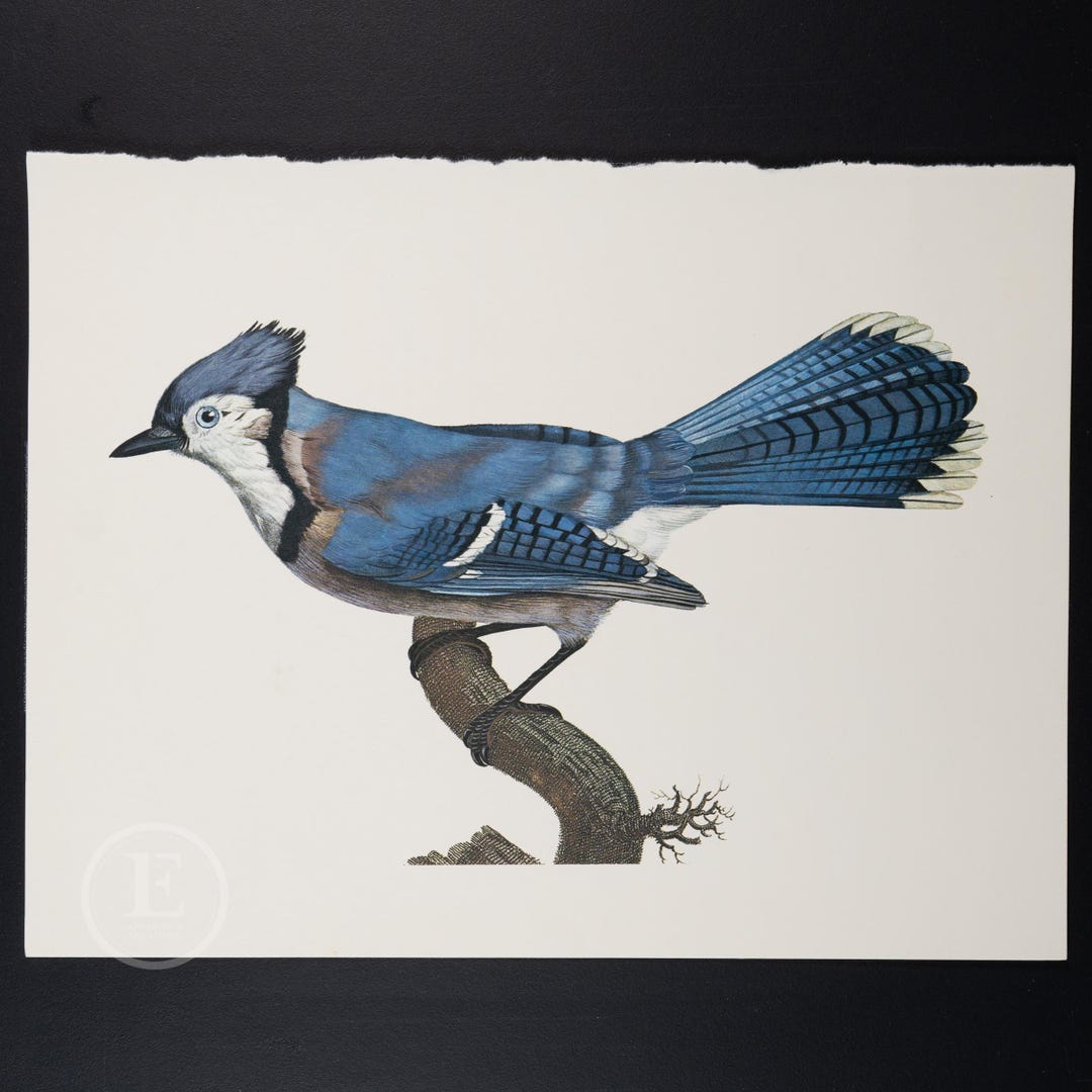 1970 BLUE JAY - Vintage Lithograph Ornithology Print of Larousse ...