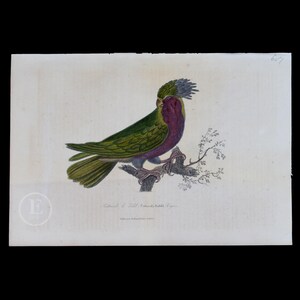 1840 ROSE-RINGED PARAKEET - Hand-colored Steel Engraving With Gum ...