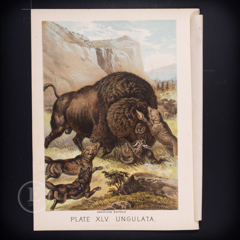 1880 - American Buffalo - Original Lithograph From "johnson's Household ...