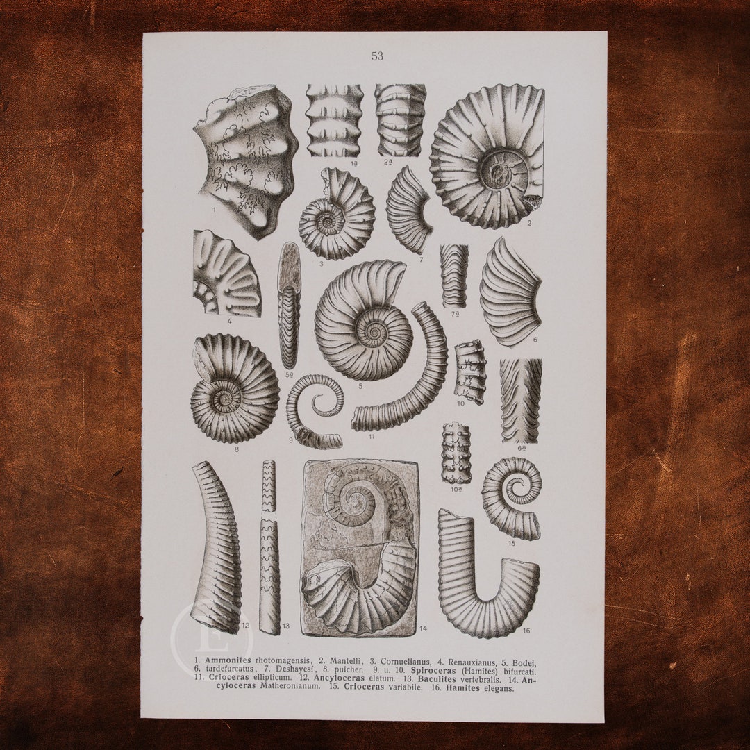 DIVERSE FOSSILS: Ammonites, Spiroceras, Crioceras, Ancyloceras ...