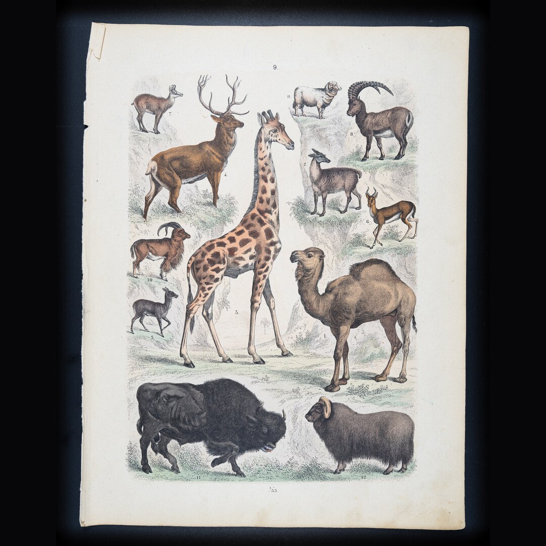 Mammals: Giraffe, Camel, Deer, Bison, Goat, Antelope - Original Steel ...