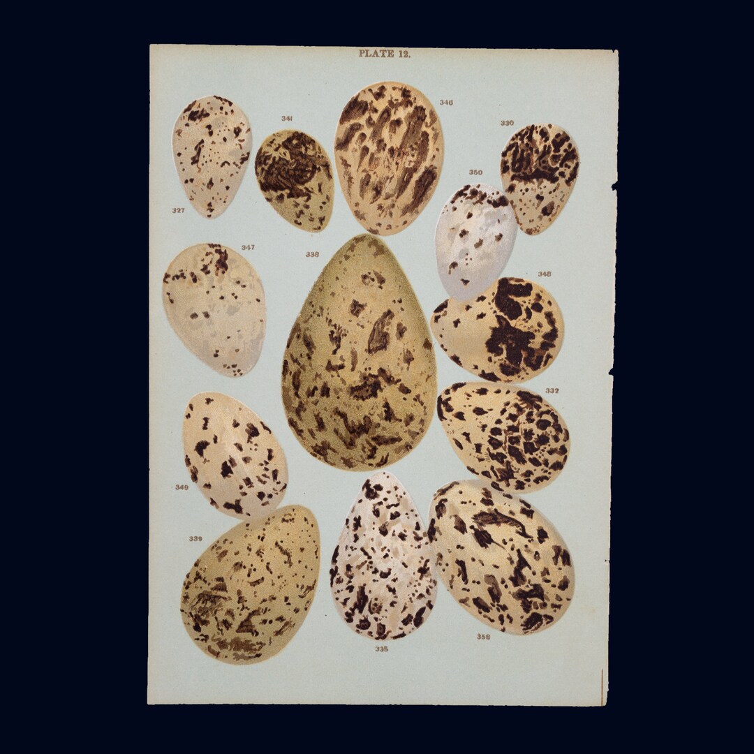 Different Kinds of Bird Eggs - Antique Chromolithograph Published C1900 ...